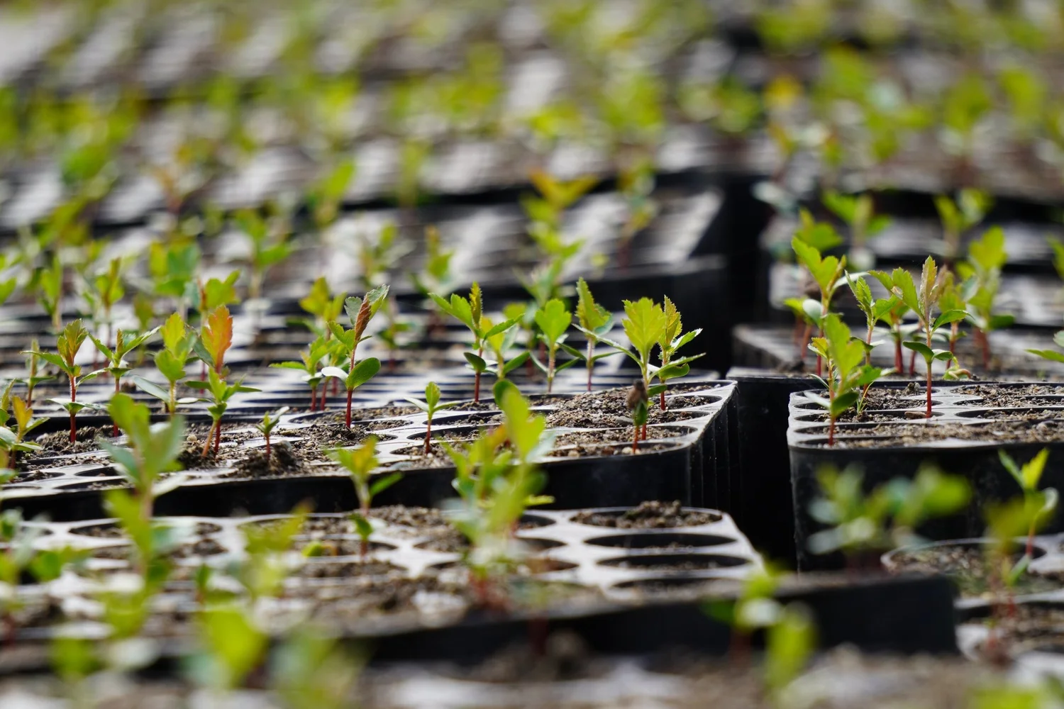 Wildwood Seed Project 2024: Preserving Irish Tree Provenance — Hometree