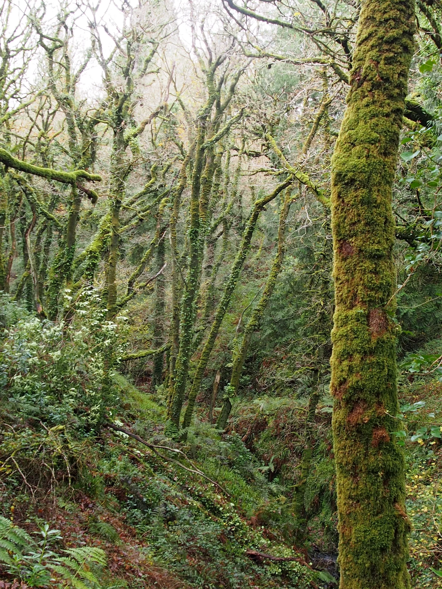 Ireland’s Temperate Rainforests: What Makes a Woodland a Rainforest by ...
