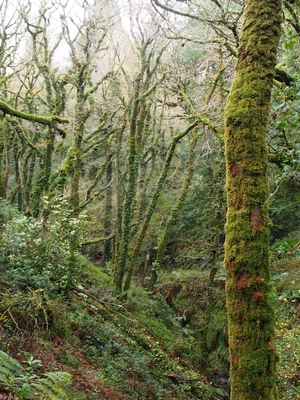 Ireland’s Temperate Rainforests: What Makes a Woodland a Rainforest by ...