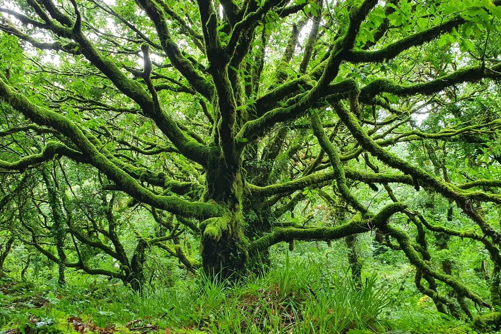 Ireland’s Temperate Rainforests: What Makes a Woodland a Rainforest by ...