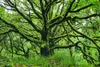Ireland’s Temperate Rainforests: What Makes a Woodland a Rainforest by ...