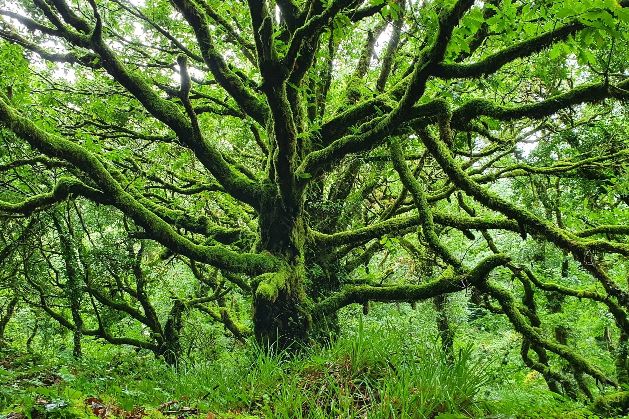 Ireland’s Temperate Rainforests: What Makes a Woodland a Rainforest by ...
