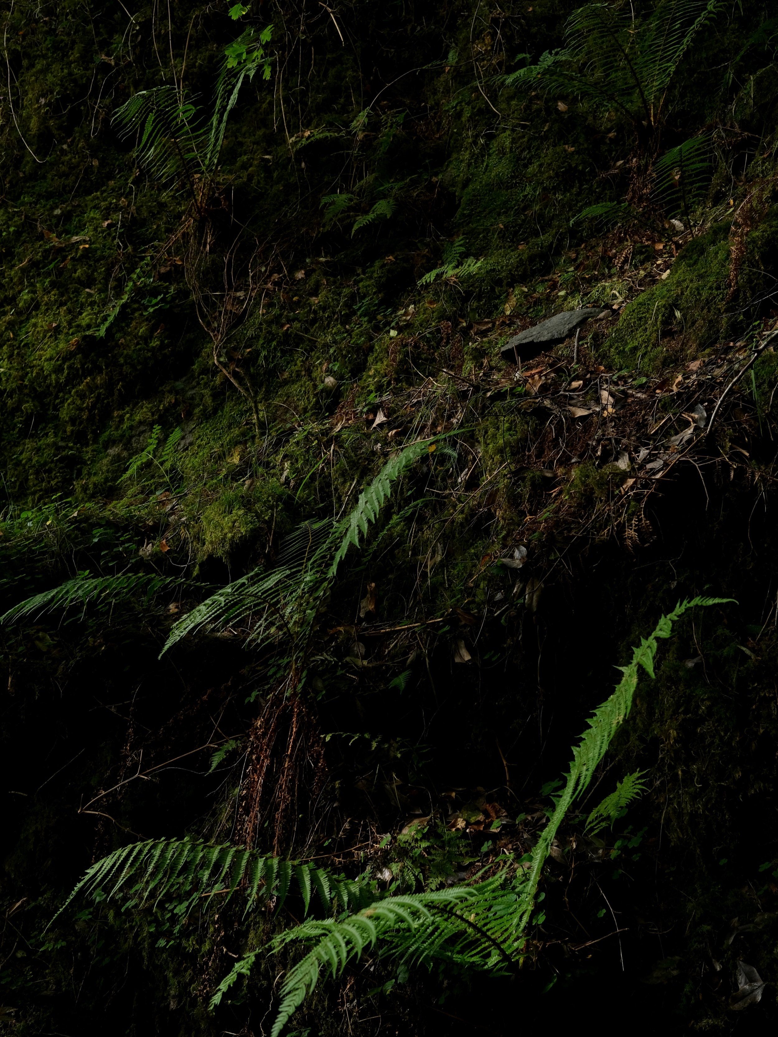 Wild Atlantic Rainforest Project — Hometree