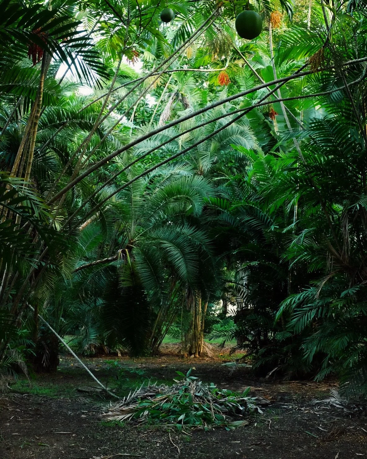 Community By Design: On The Legacy of Casa Klumb in Puerto Rico — The ...