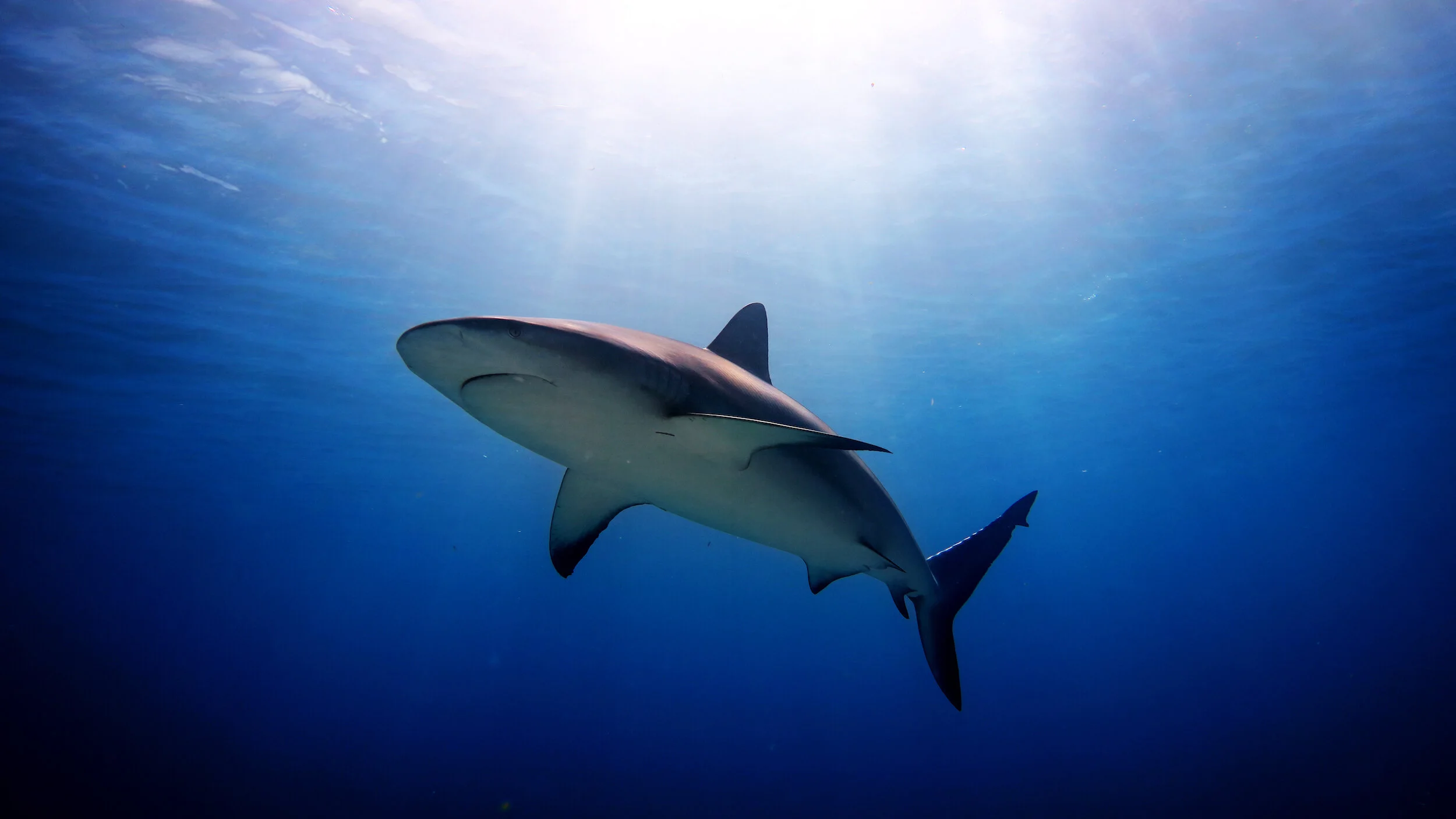 14 Best Places to Swim with Sharks Around the World