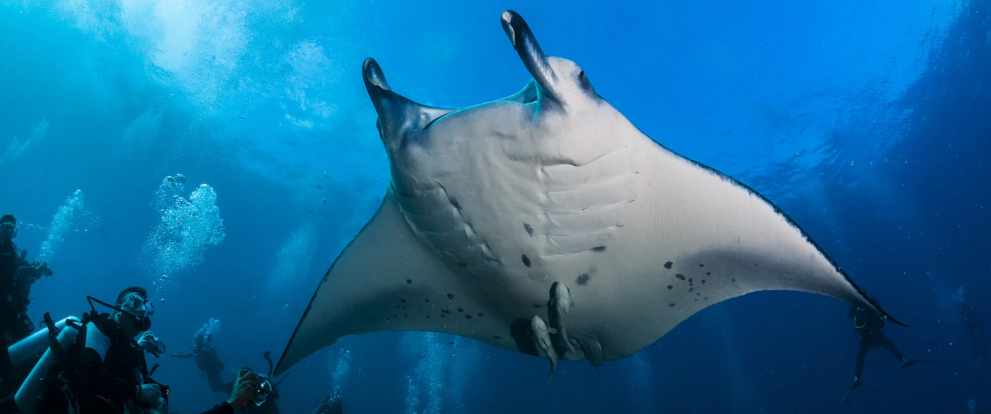Swim with Manta Rays: Best Encounters & Where to See Them