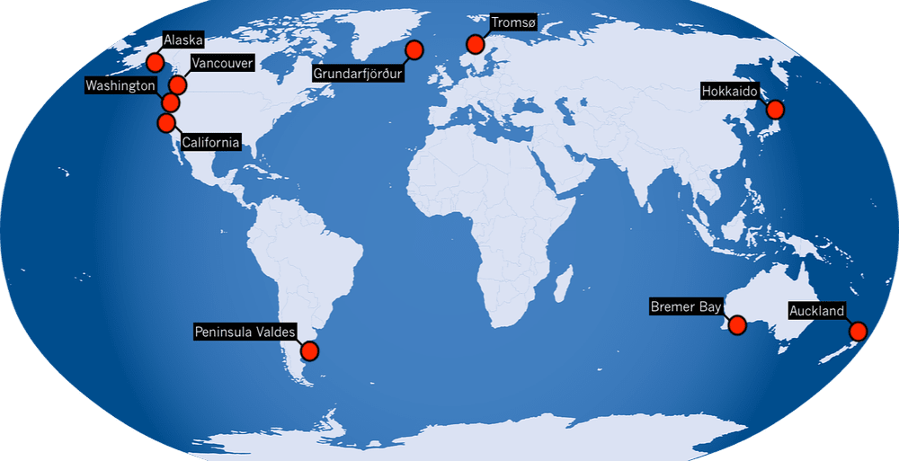 Best Places to See Killer Whales: Hotspot Destination Map