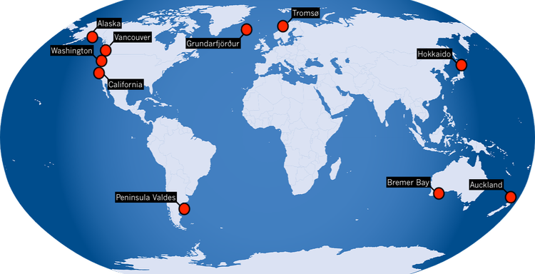 Best Places to See Killer Whales: Hotspot Destination Map