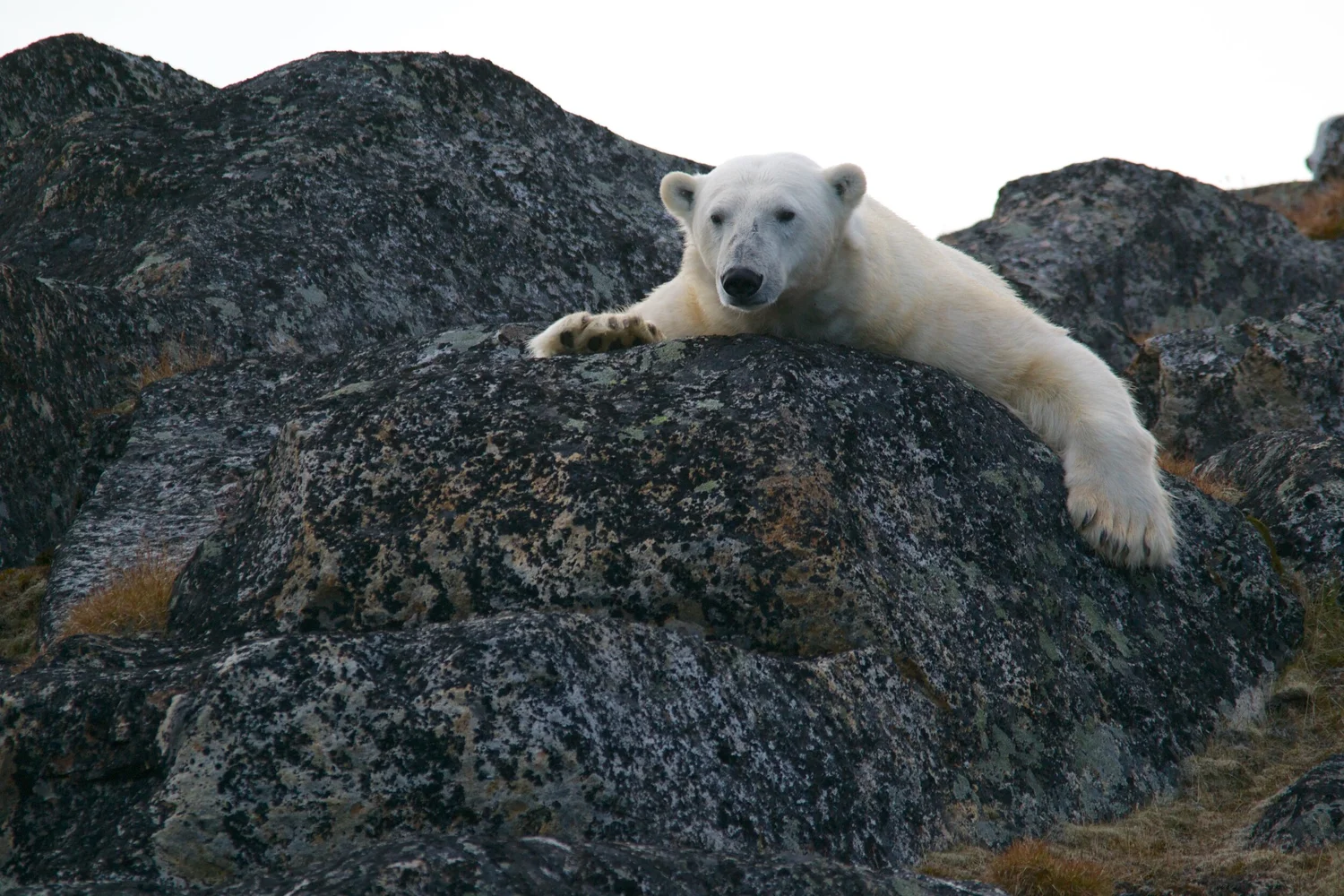 Bears in Europe: Which Bears Can You See & Where?