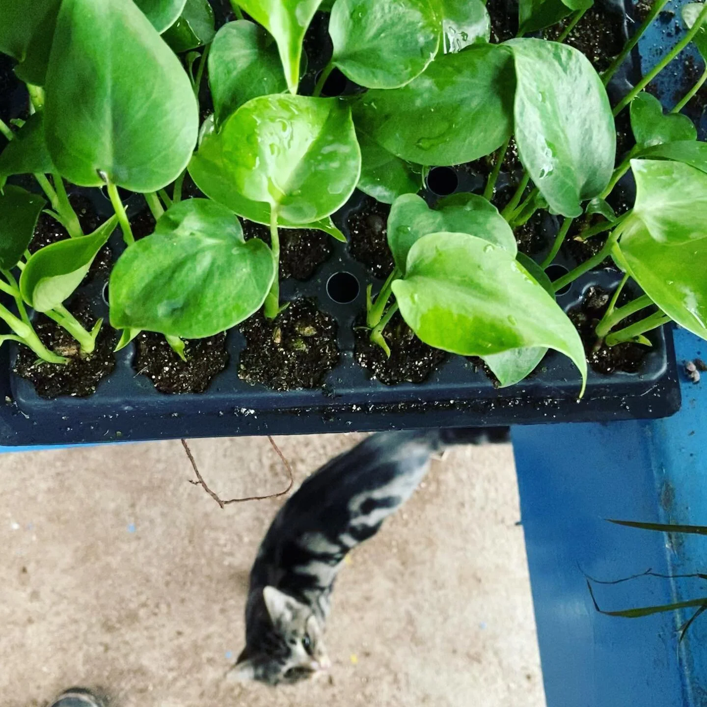 Riverside Garden Centre