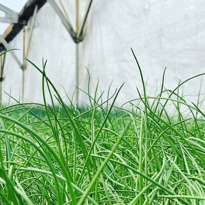 Riverside Garden Centre