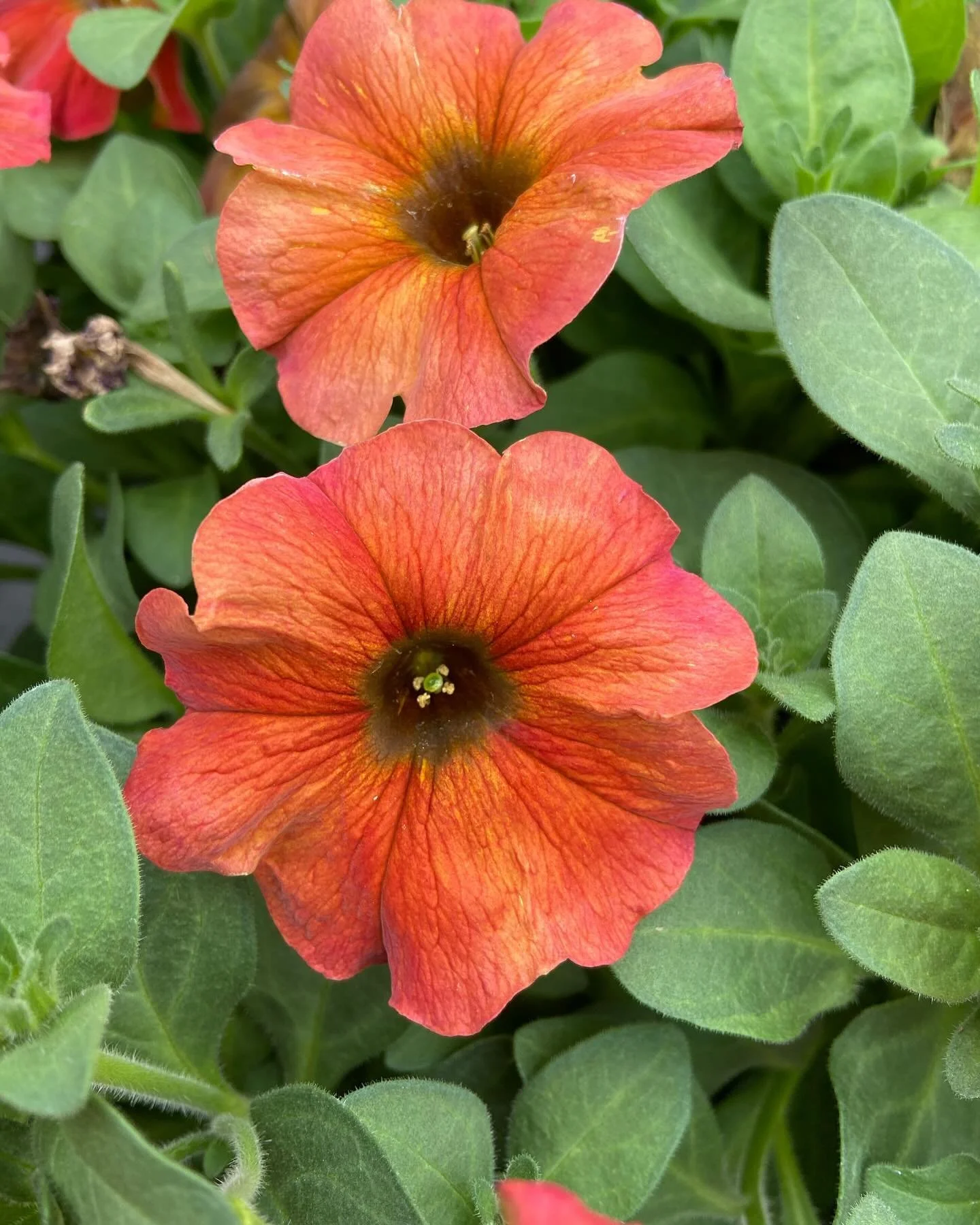 Riverside Garden Centre