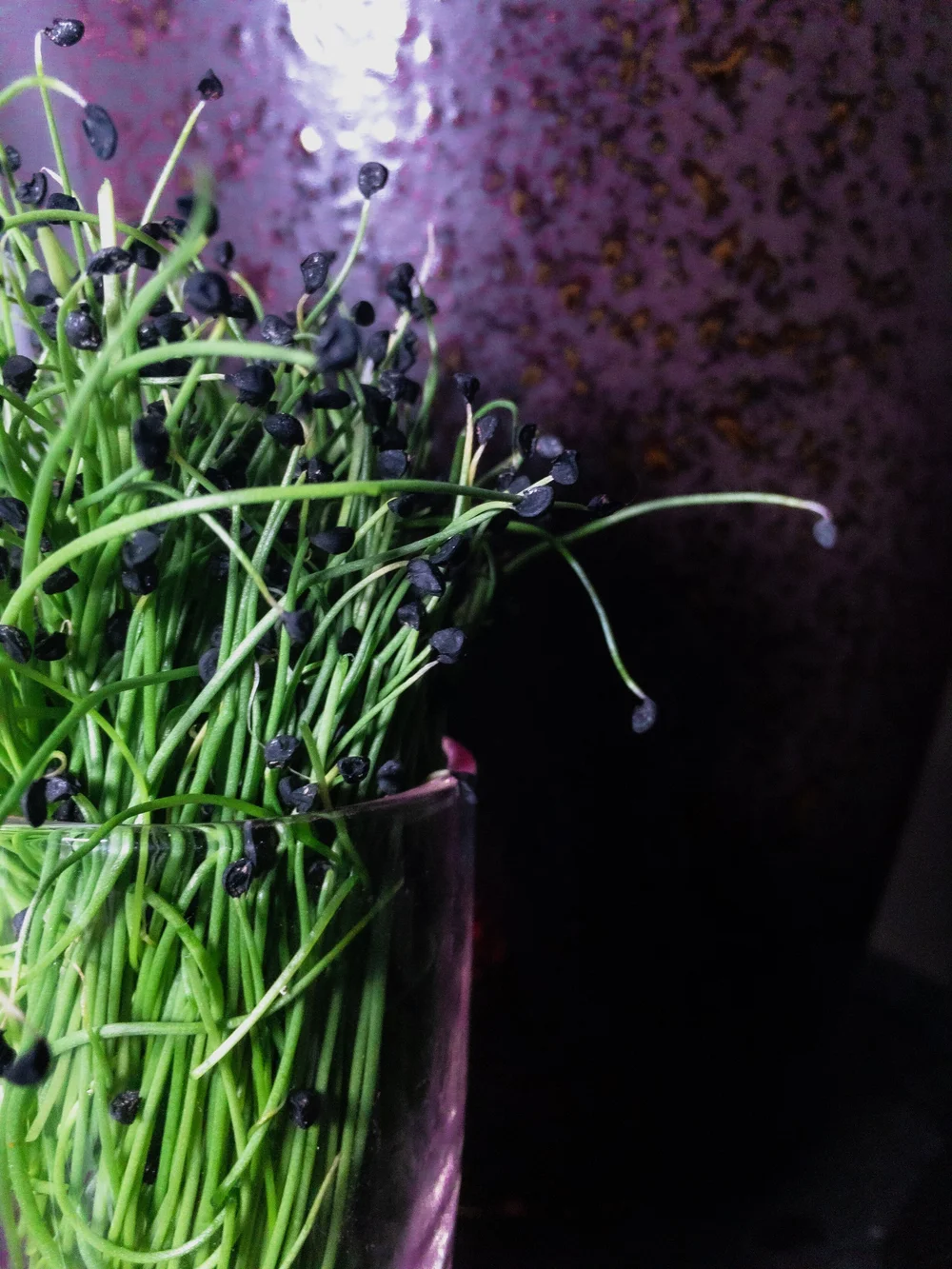 Micro Purple Orach — Microledon Farm