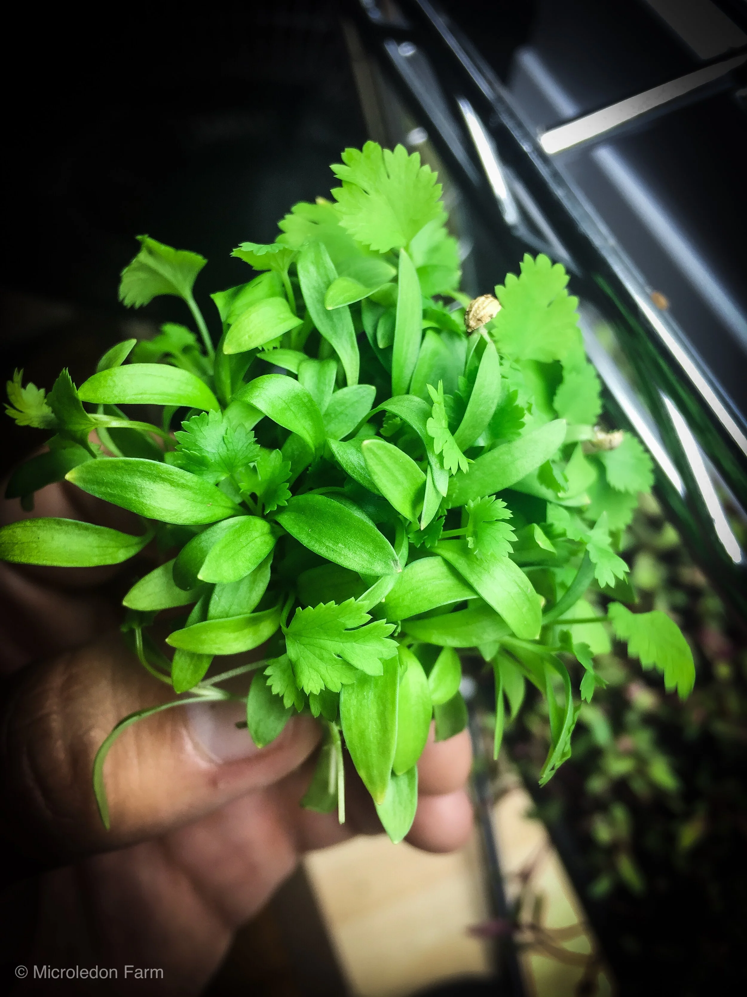 Farm Store — Microledon Farm