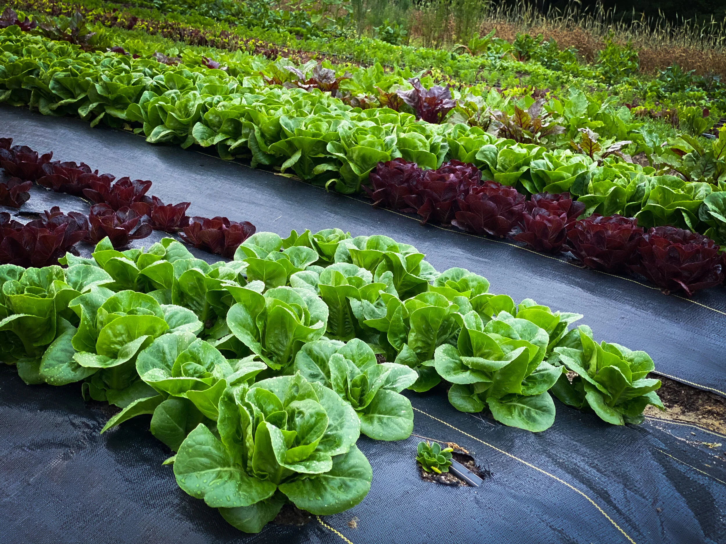 Farm Store — Microledon Farm