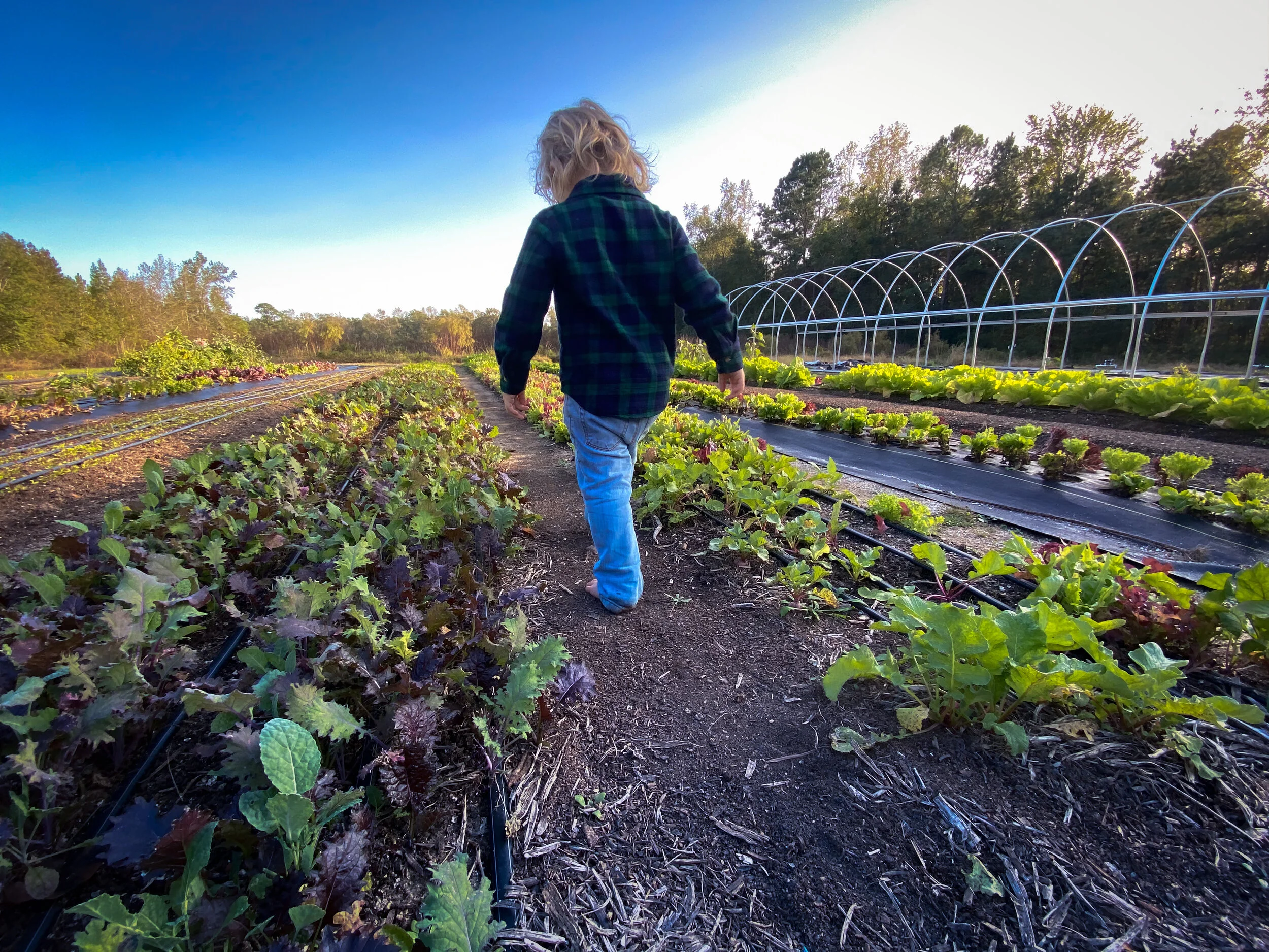 FARM SHARE — Microledon Farm