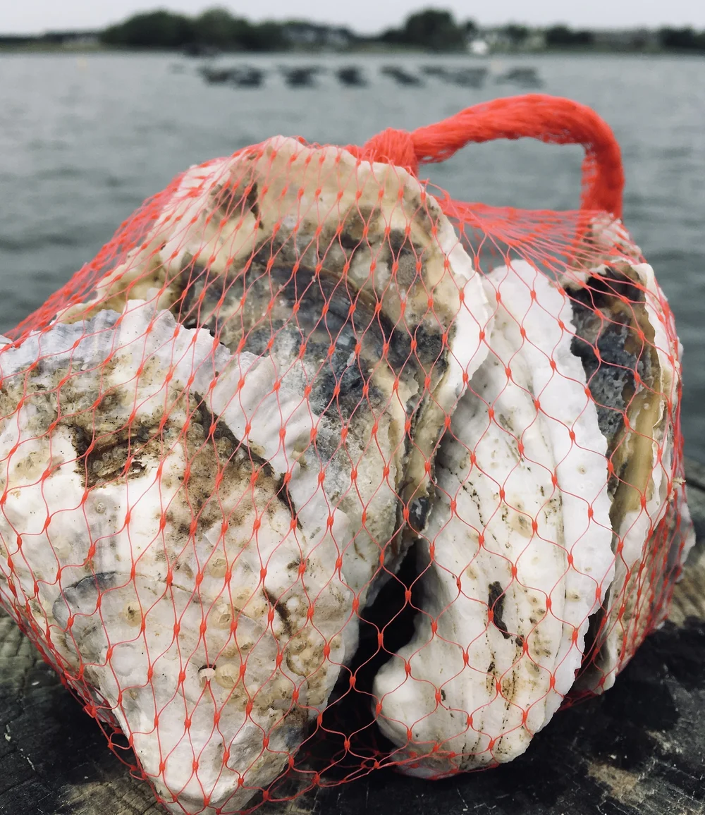 Shuck Shop™ Baby! — ORCHARD POINT OYSTER CO.