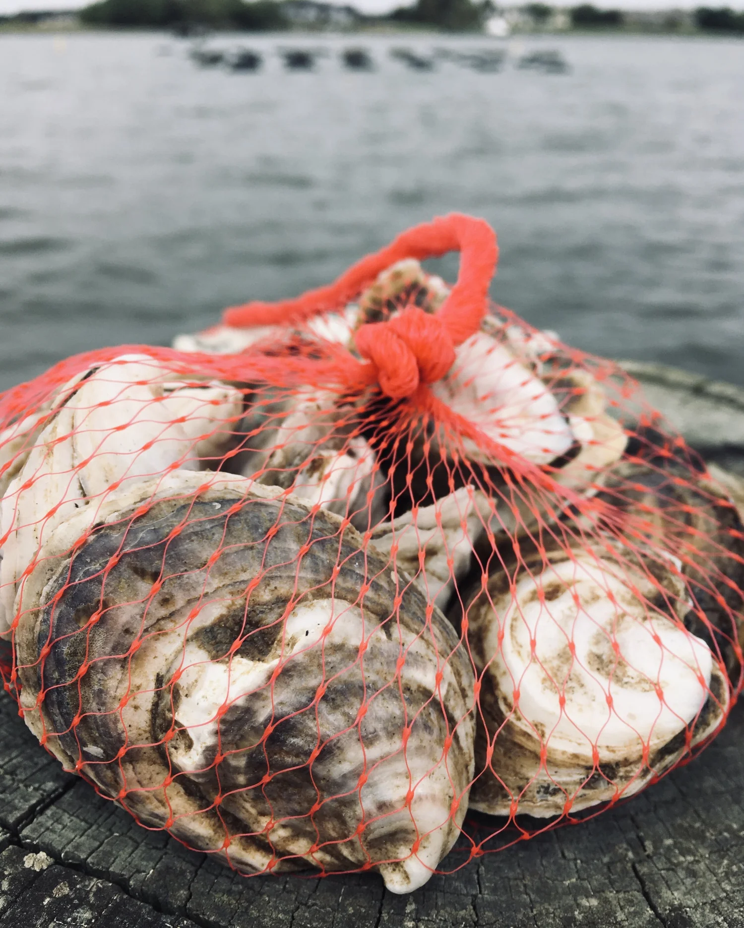Shuck Shop™ Baby! — ORCHARD POINT OYSTER CO.