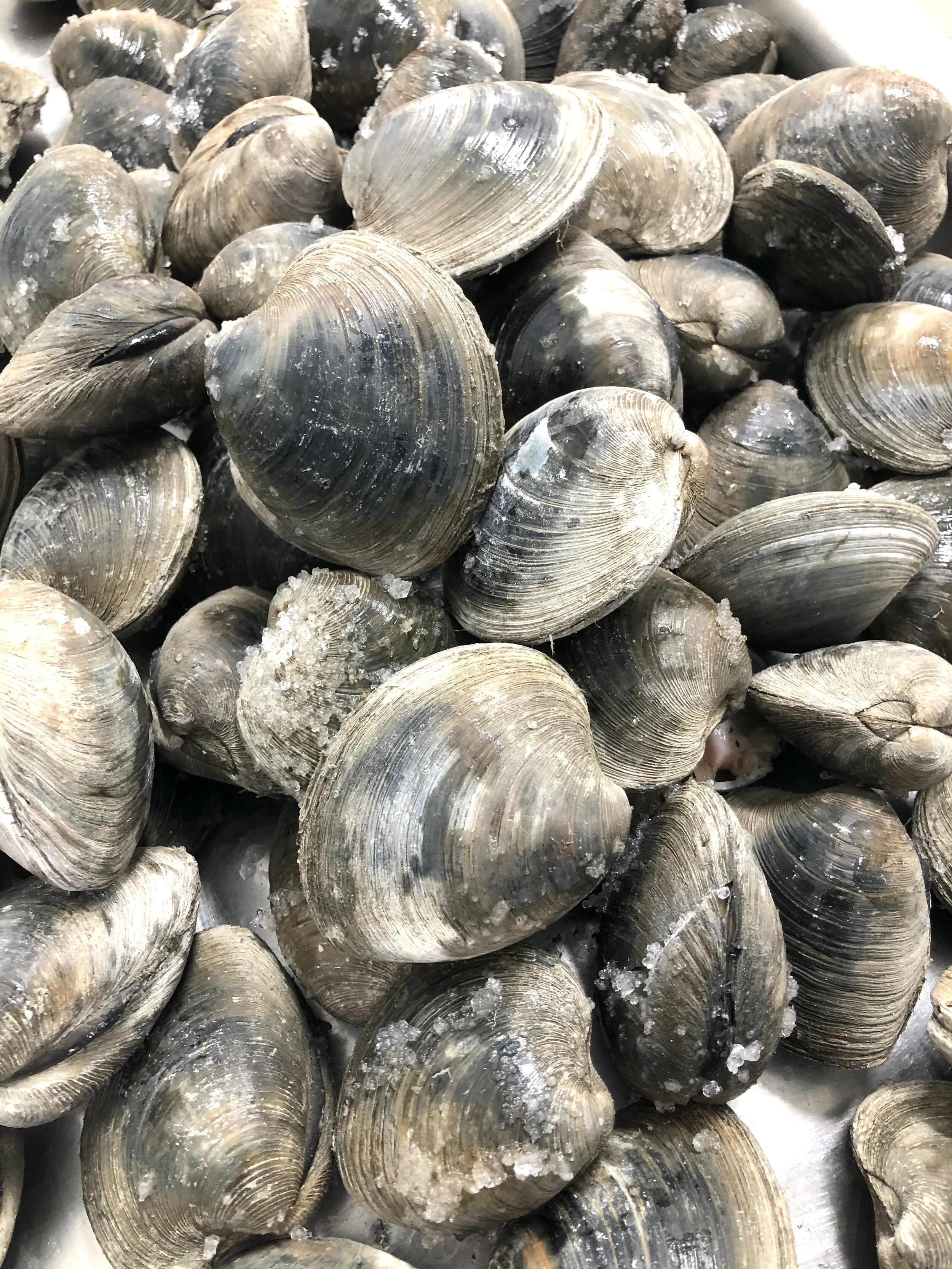 Shucked Wild Chesapeake Oysters (local pick-up) — ORCHARD POINT OYSTER CO.