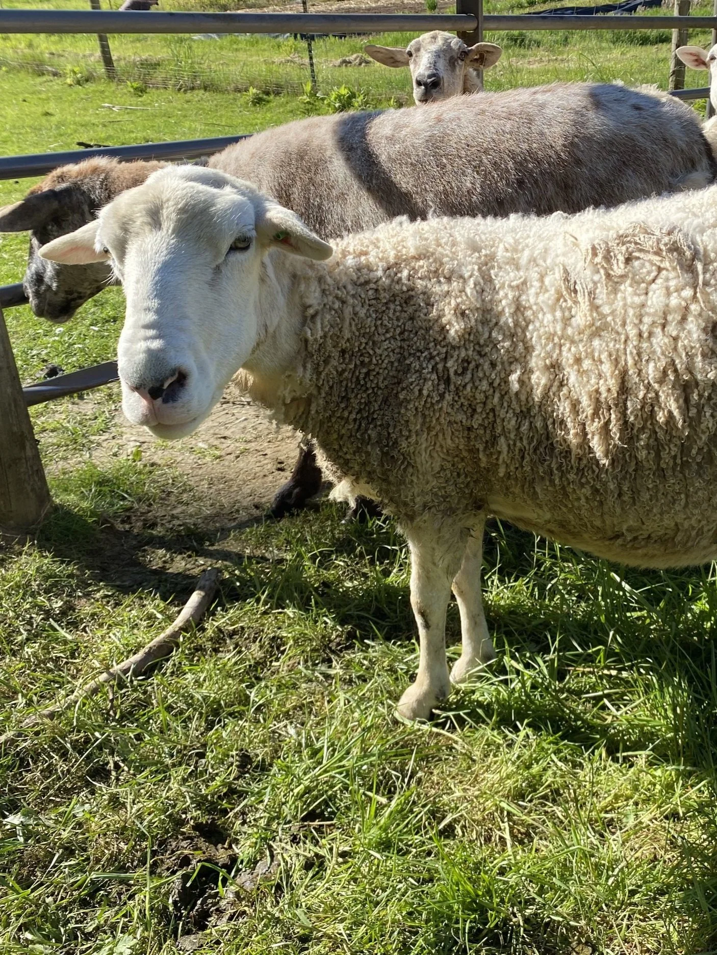 Meet Our Animals — Leaping Lamb Farm & Farm Stay