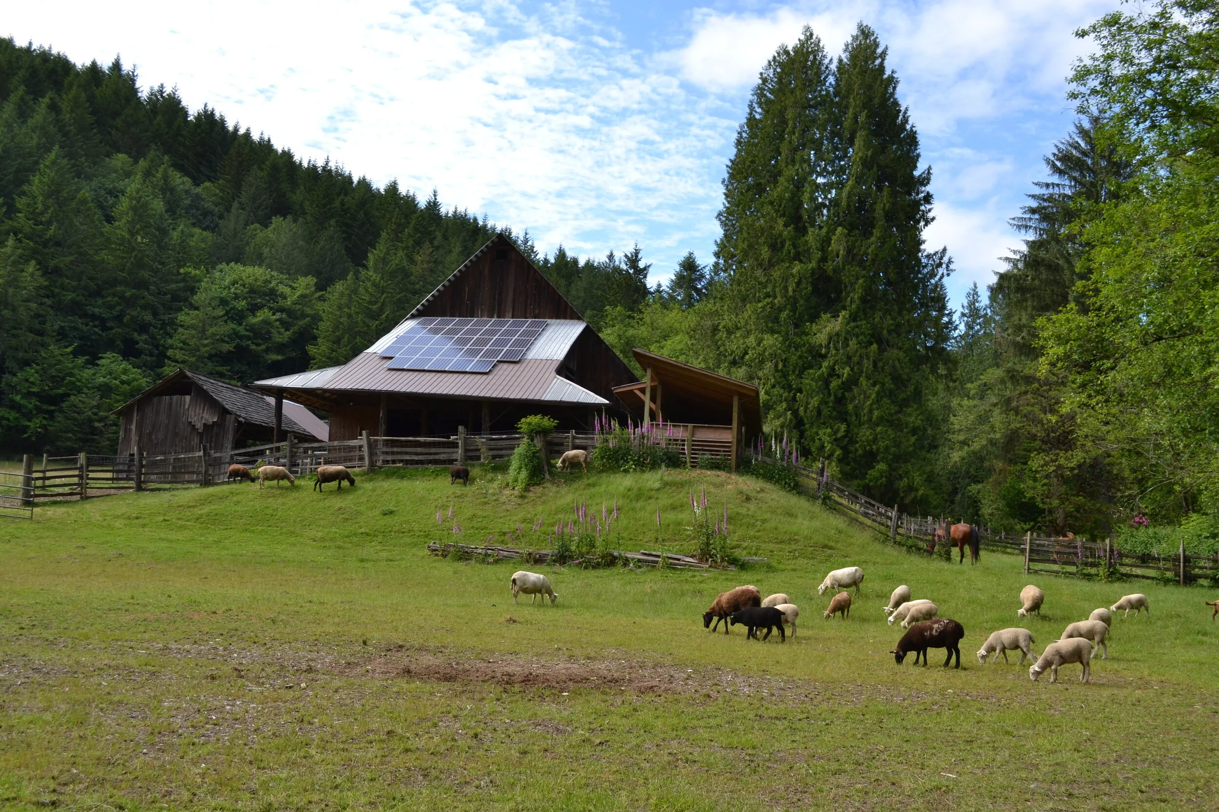 Whole Animal Share - Locker Lamb — Leaping Lamb Farm & Farm Stay