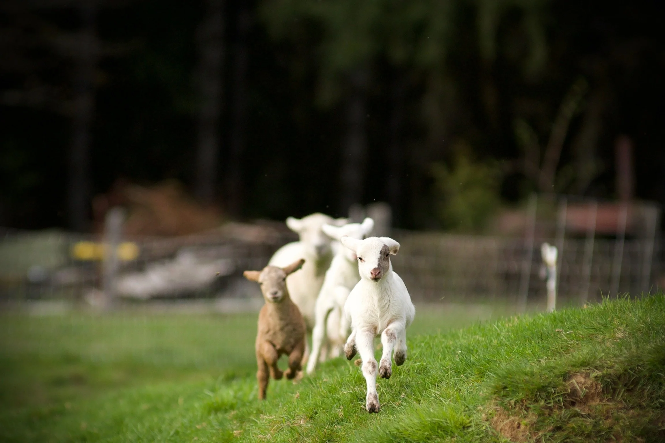 Leaping Lamb Farm & Farm Stay