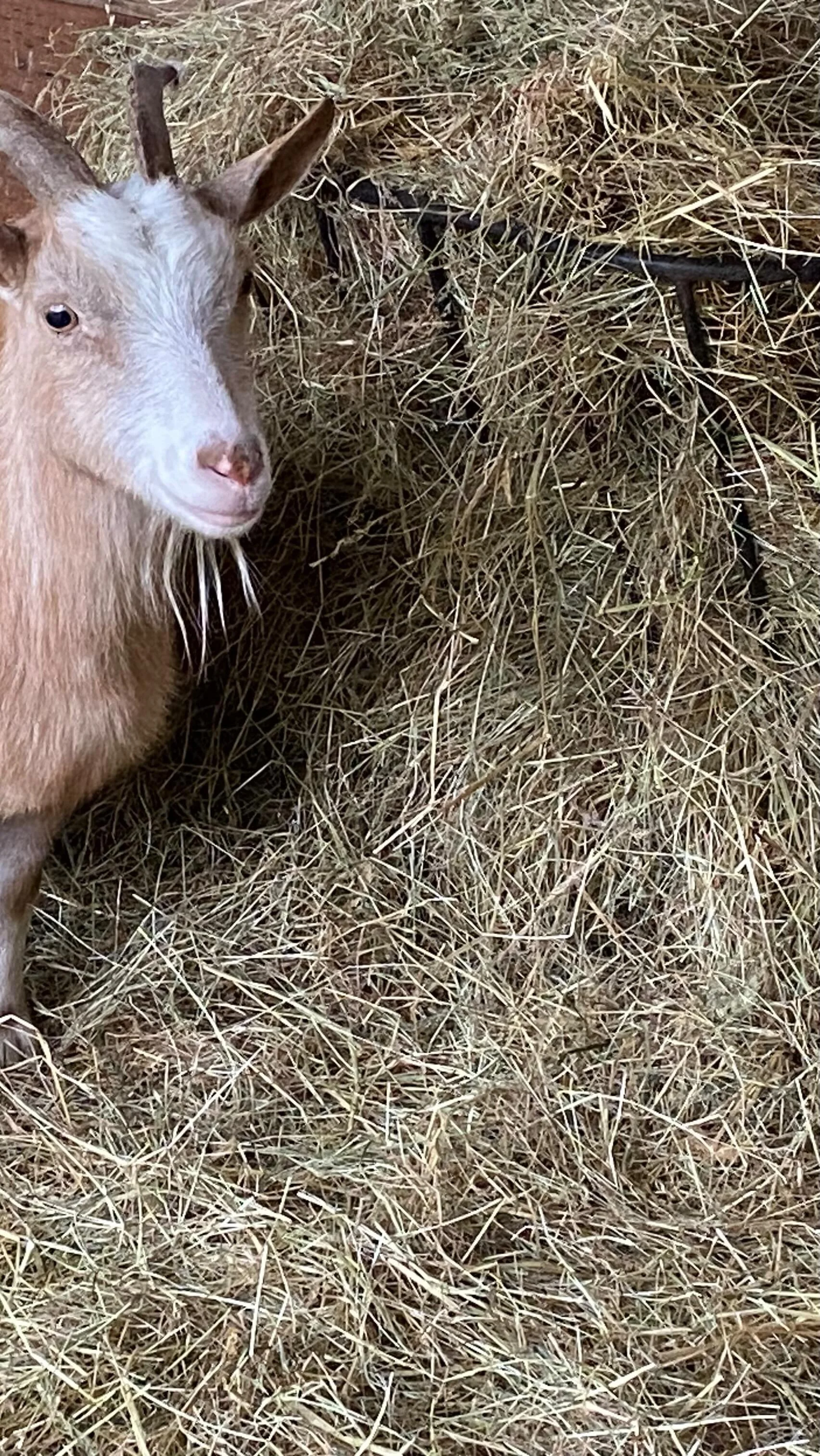 Leaping Lamb Farm & Farm Stay