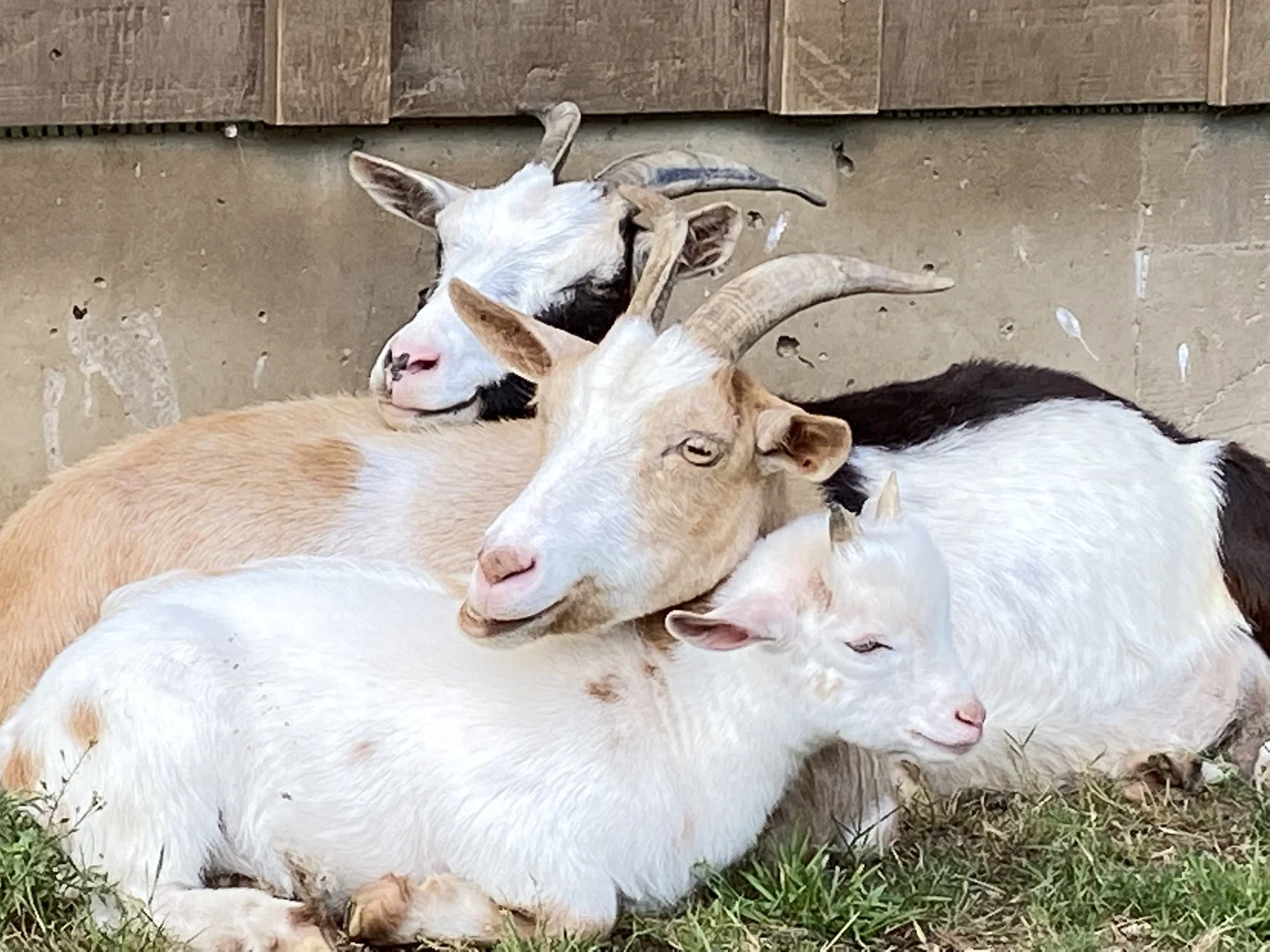 Meet Our Animals — Leaping Lamb Farm & Farm Stay