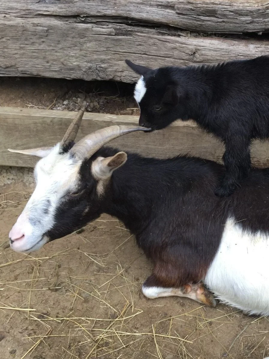 Meet Our Animals — Leaping Lamb Farm & Farm Stay