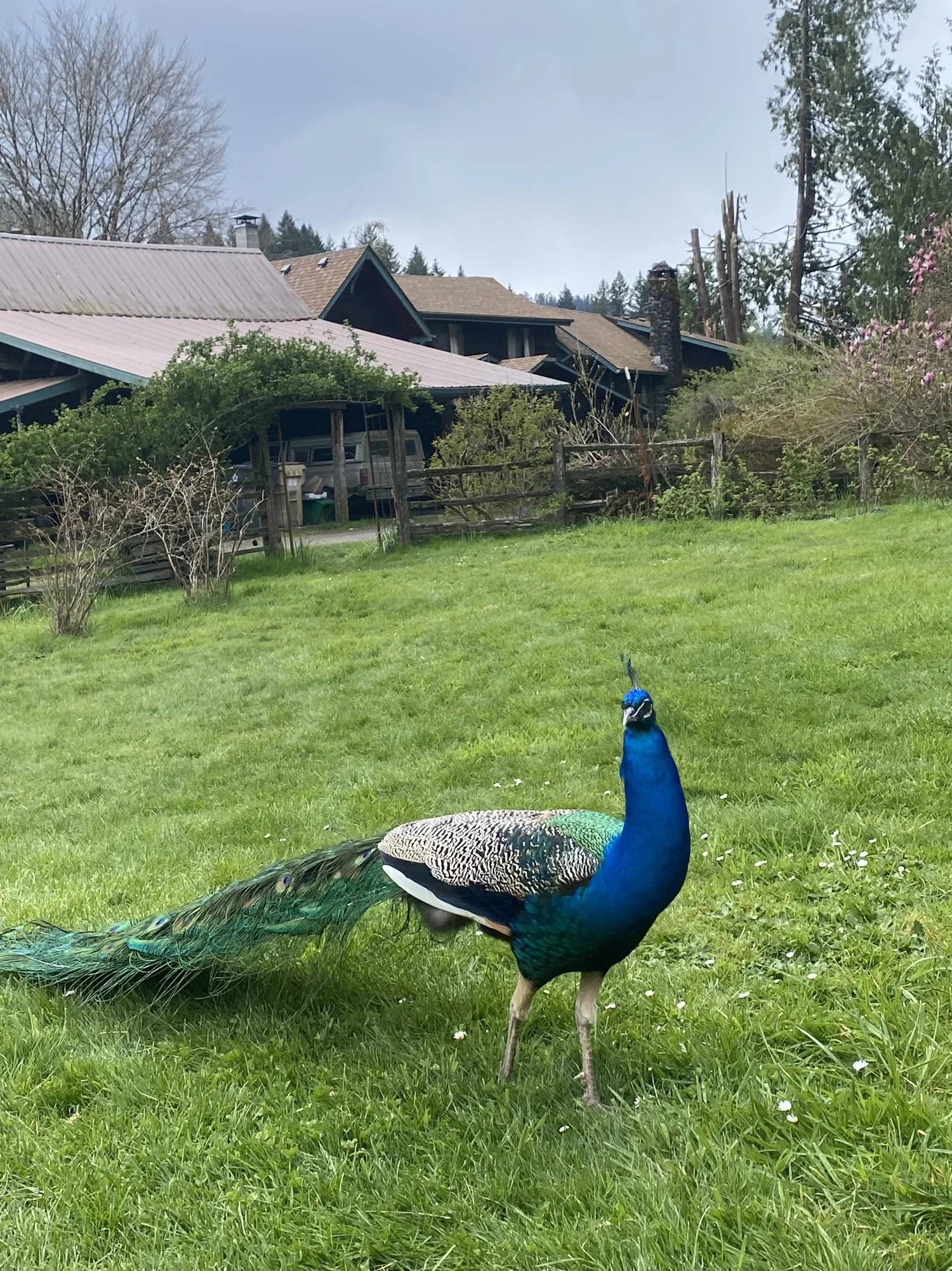 Meet Our Animals — Leaping Lamb Farm & Farm Stay