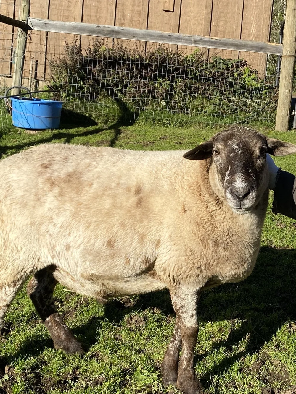 Meet Our Animals — Leaping Lamb Farm & Farm Stay