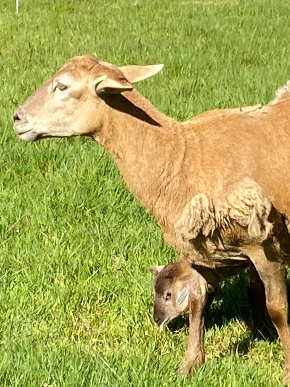 Meet Our Animals — Leaping Lamb Farm & Farm Stay