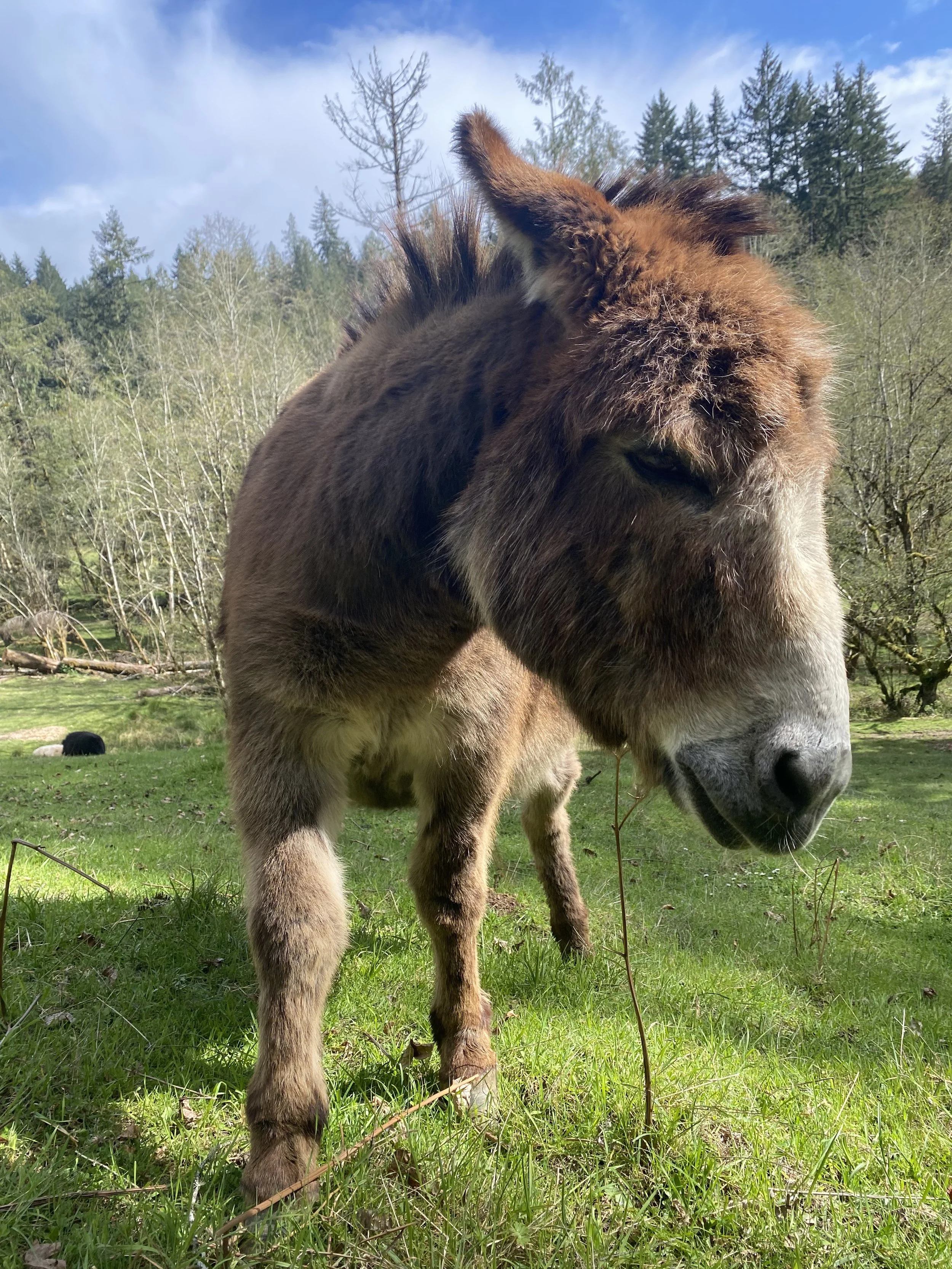Meet Our Animals — Leaping Lamb Farm & Farm Stay