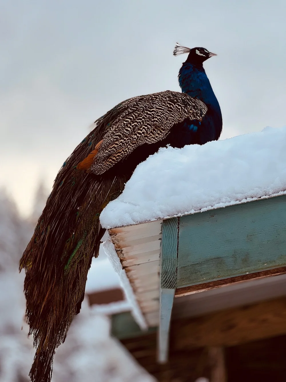 Farm Photo Gallery — Leaping Lamb Farm & Farm Stay