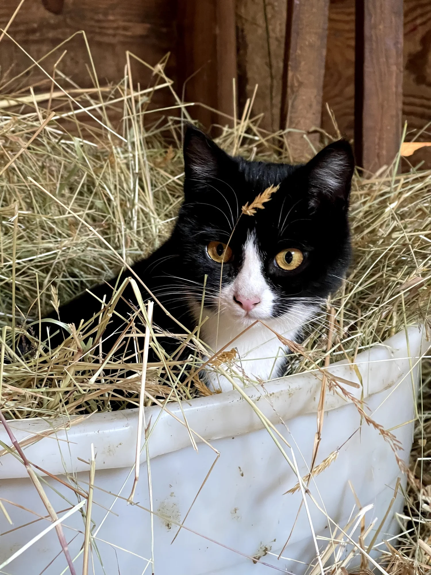 Farm Photo Gallery — Leaping Lamb Farm & Farm Stay