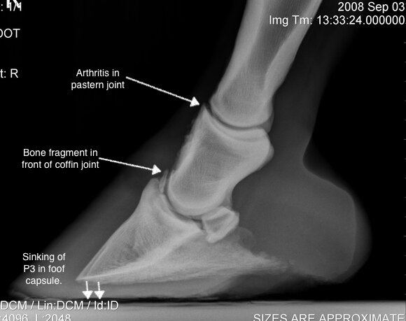 Foot Lameness — Burlington Equine Veterinary Services
