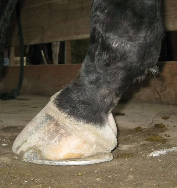 Equine Lameness Conditions — Burlington Equine Veterinary Services