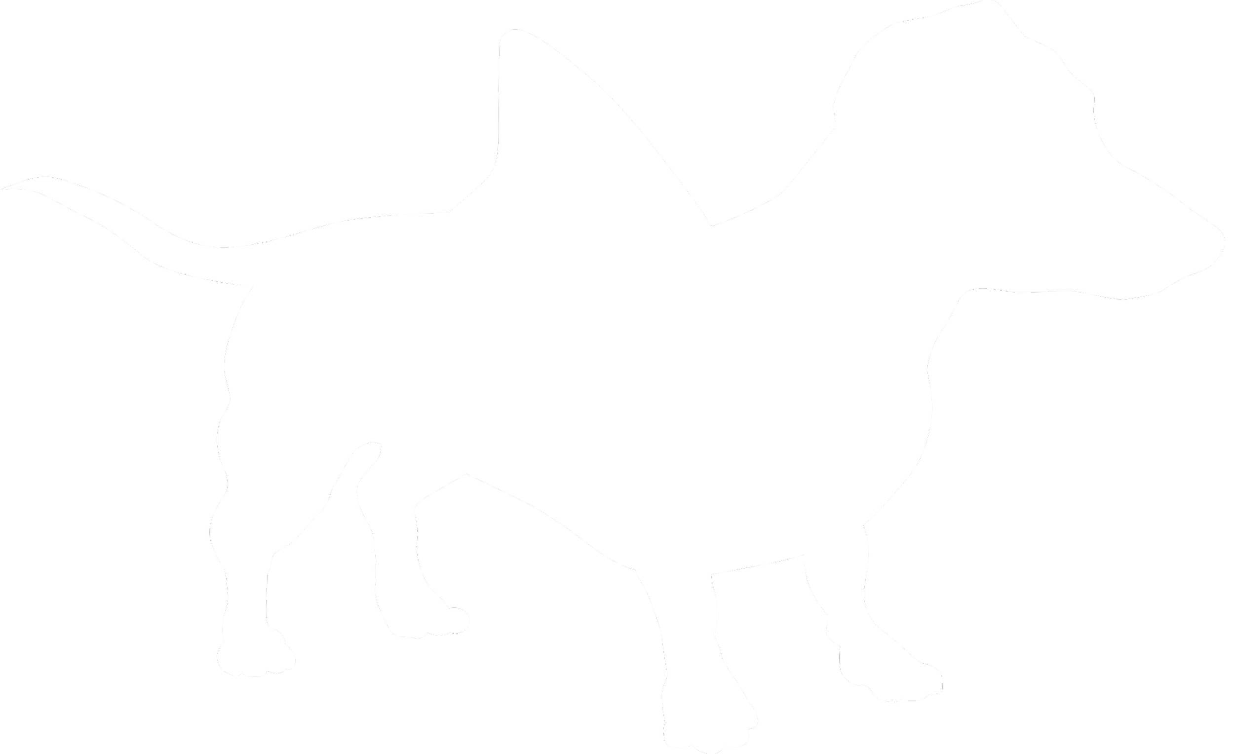 Andy York | Sharkdog Studio