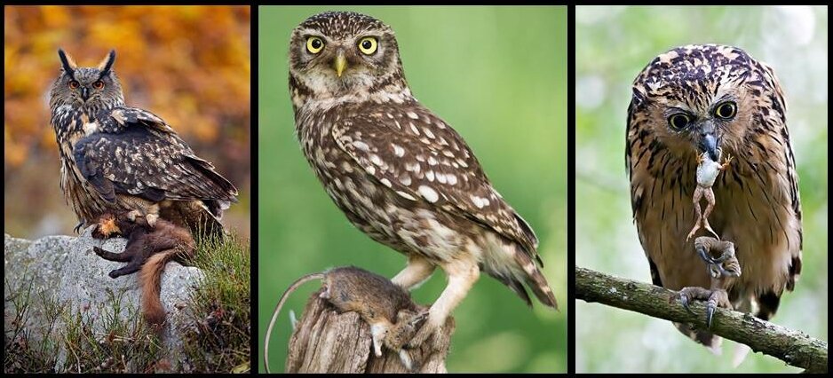 ¿Cómo identificar un búho de una lechuza? (Generalidades de los ...