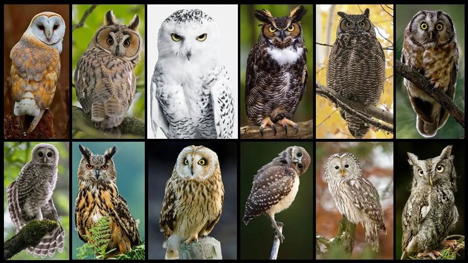 ¿Cómo identificar un búho de una lechuza? (Generalidades de los ...