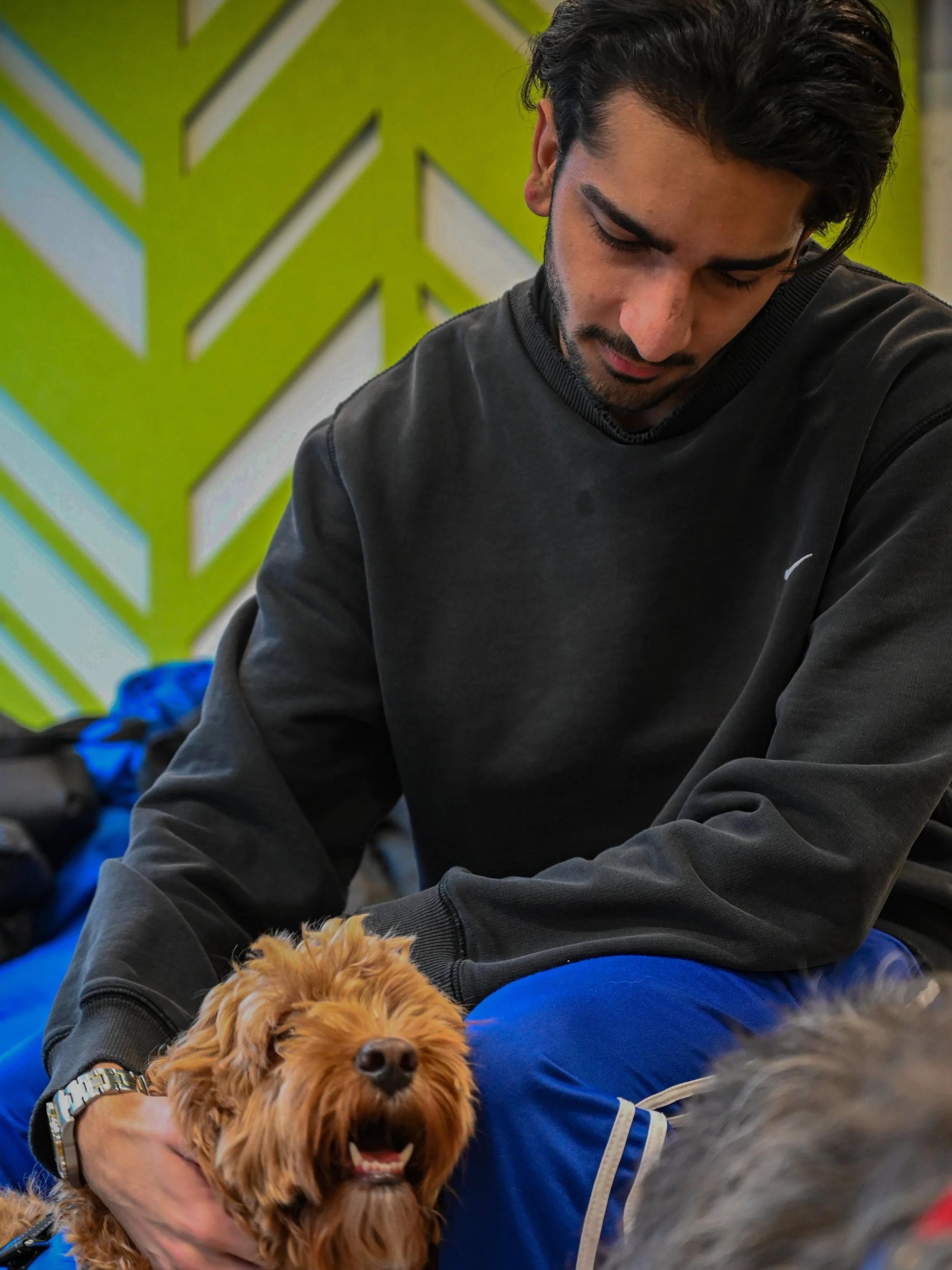 Sunshine Therapy Dogs