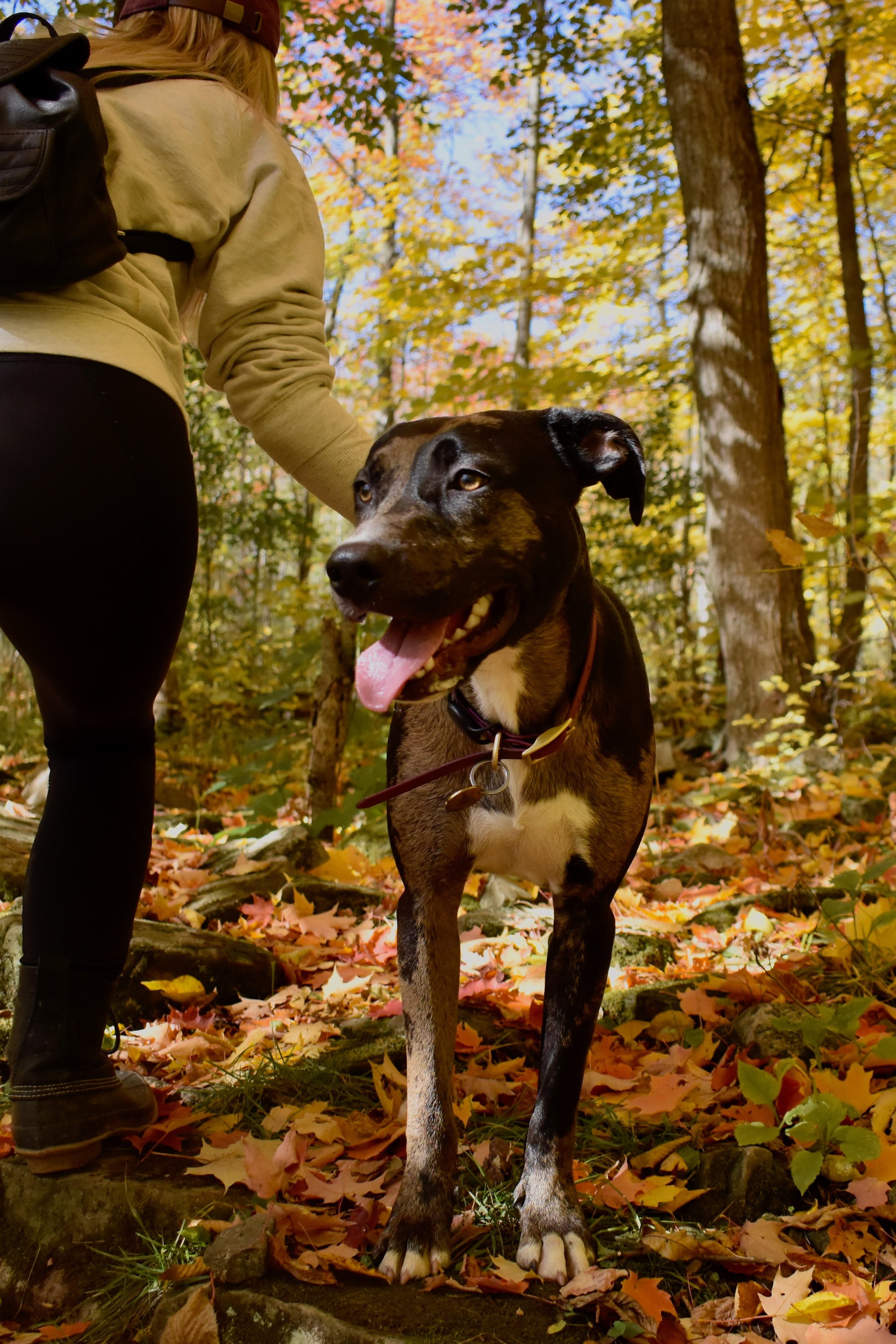 General 6 — Sunshine Therapy Dogs