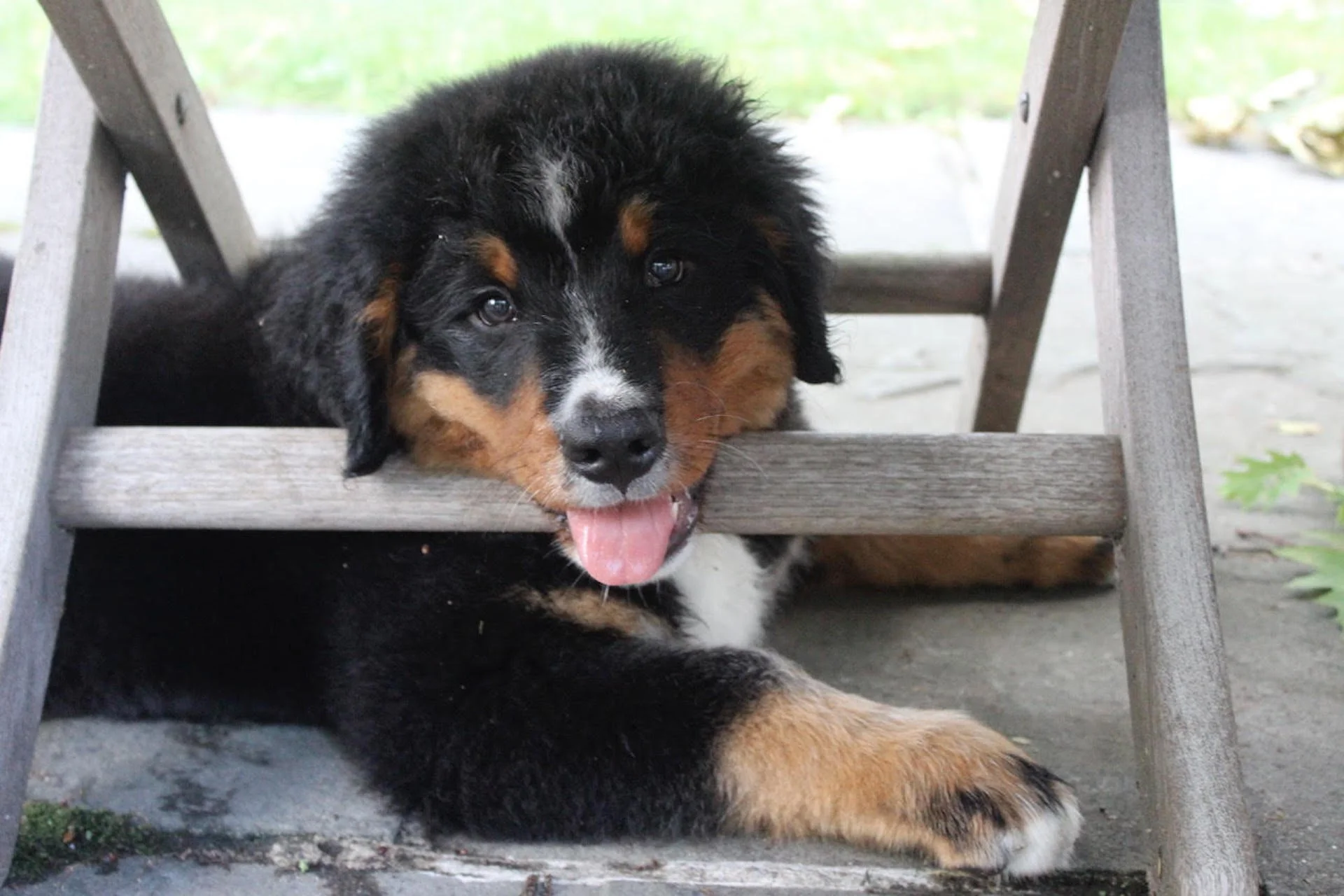Sunshine Therapy Dogs