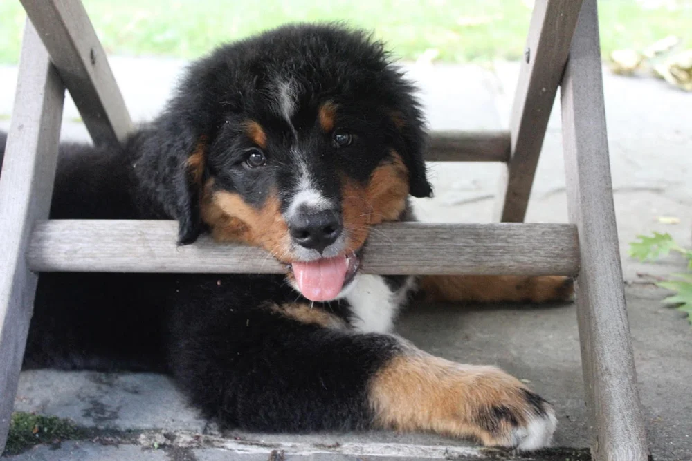 Sunshine Therapy Dogs