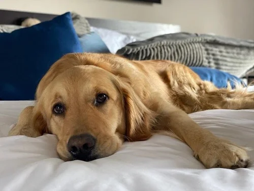 General 6 — Sunshine Therapy Dogs