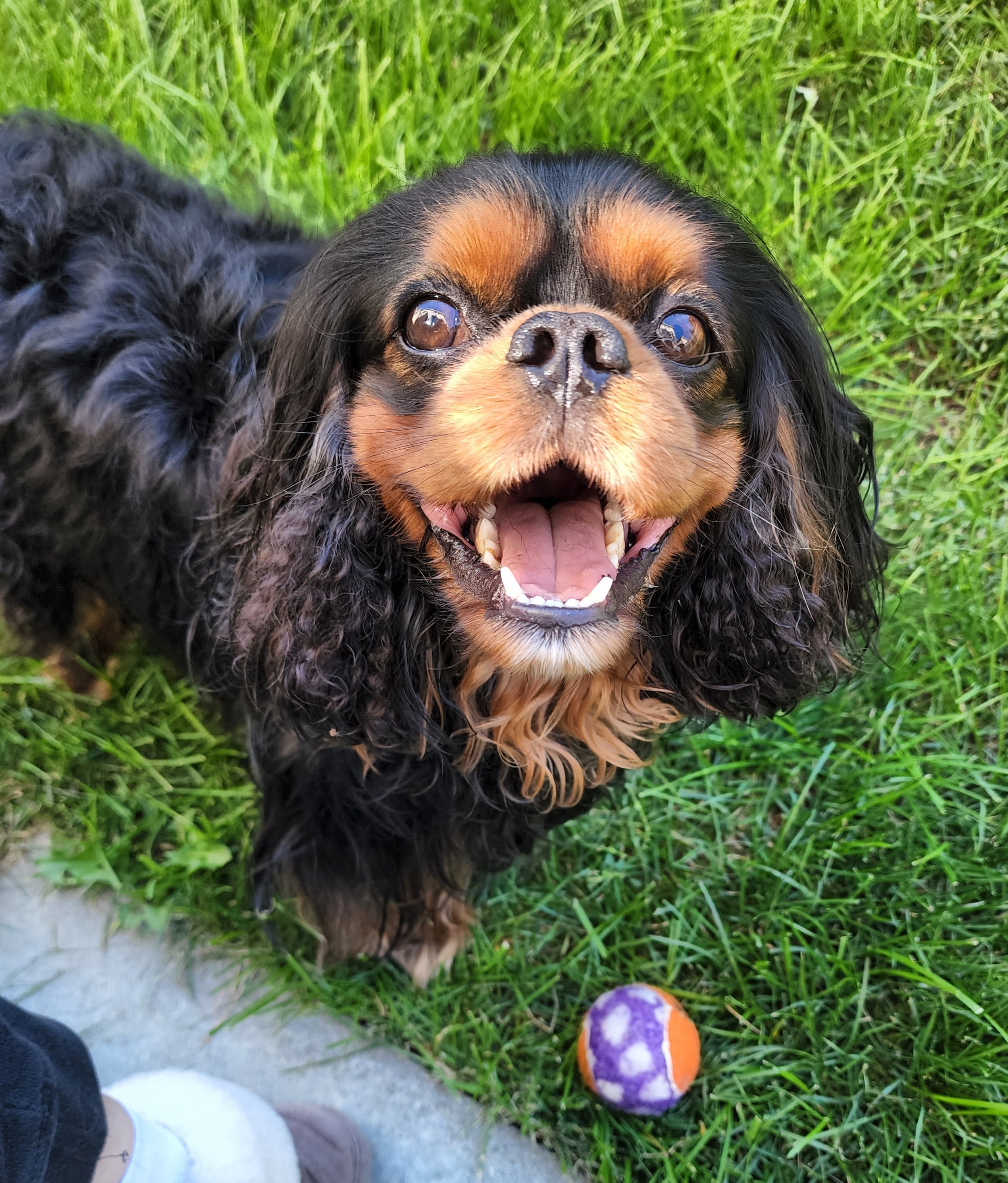 General 6 — Sunshine Therapy Dogs