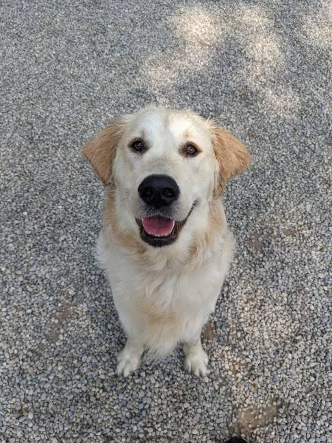 General 6 — Sunshine Therapy Dogs