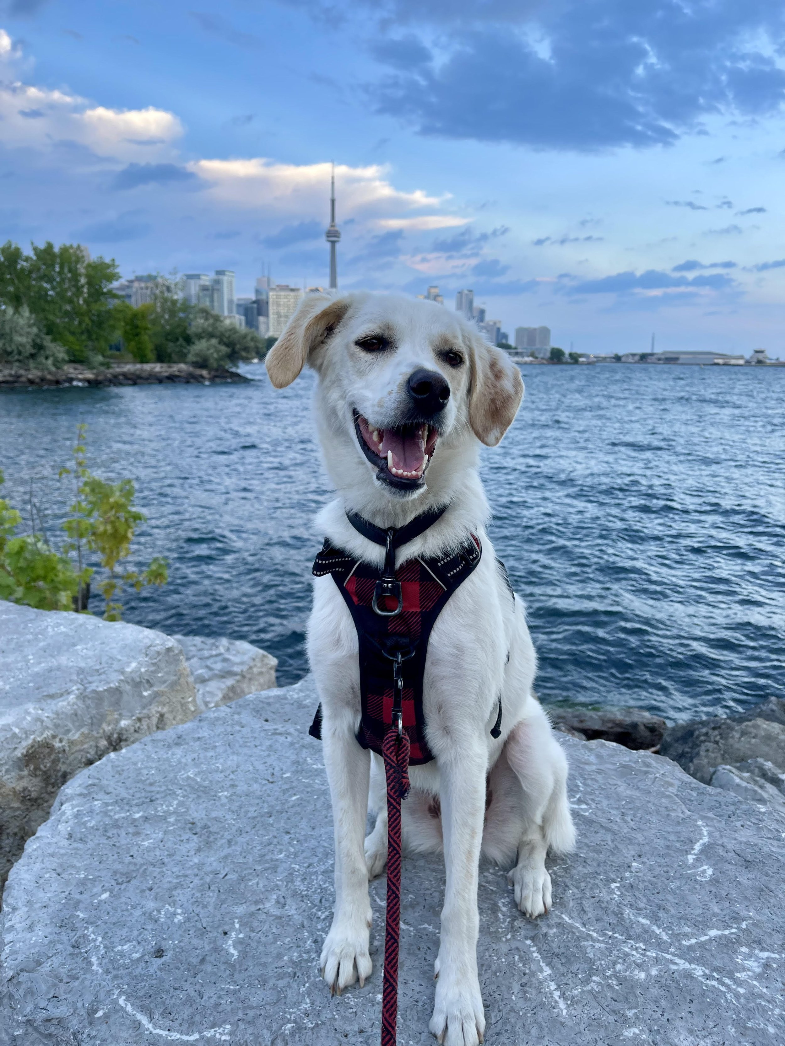 General 6 — Sunshine Therapy Dogs