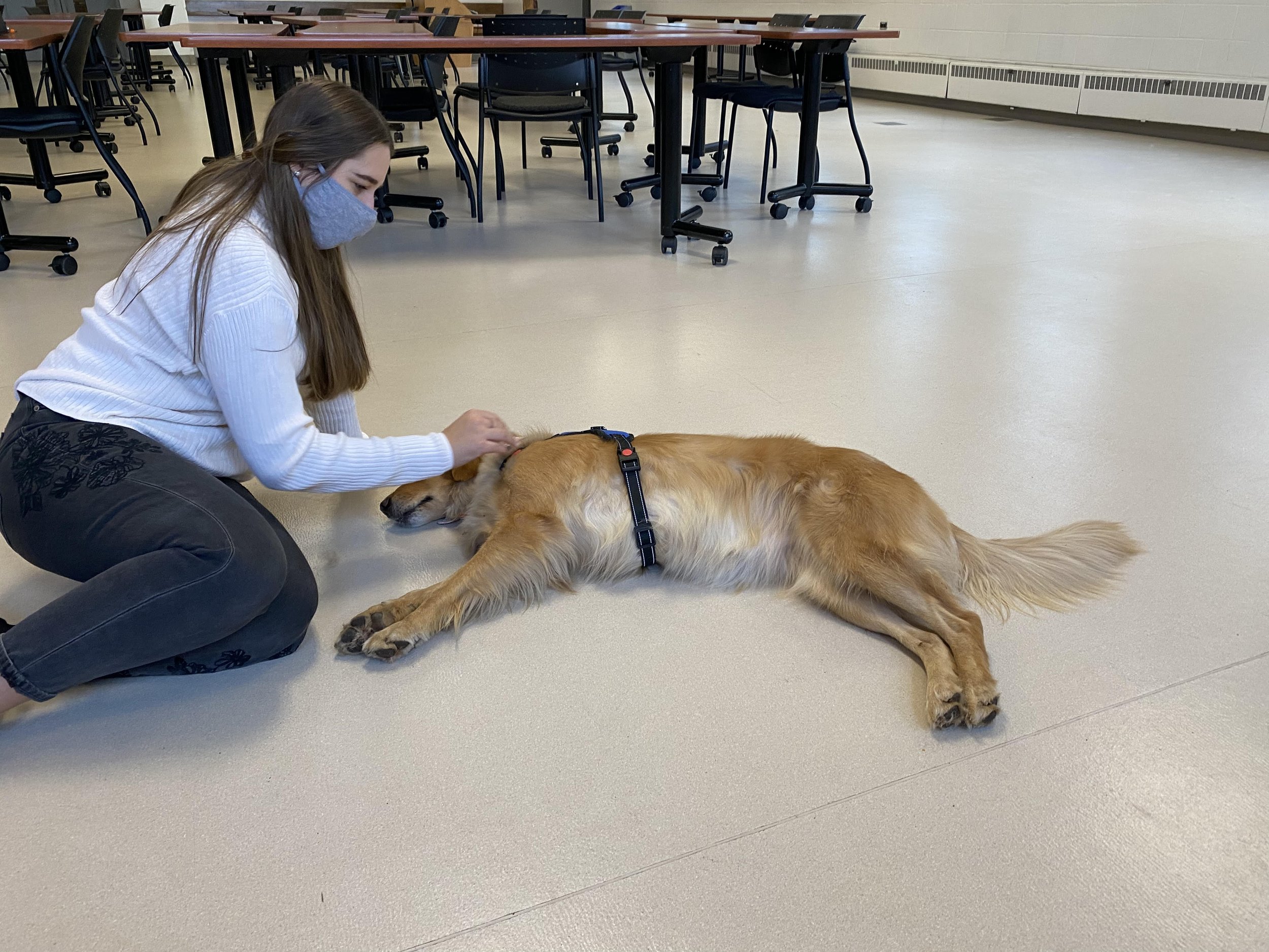 General 2 — Sunshine Therapy Dogs