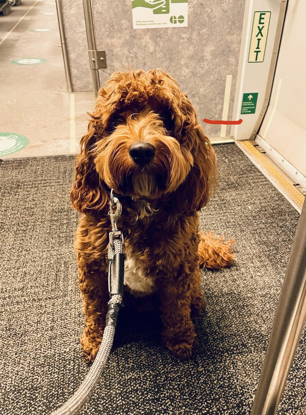 General 6 — Sunshine Therapy Dogs